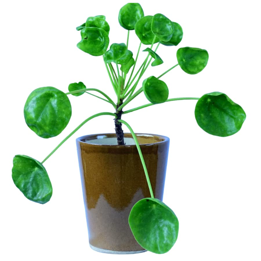 Plantvriksh Pilea Peperomioides (Coin Plant) : Amazon.in: Garden & Outdoors