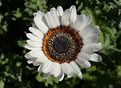 Creative Farmer Flower Seeds Venidium-White Shine Flower Seeds For Home ...