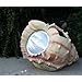 Amazon.com: Solar Garden Decor Seashell Spotlight : Home & Kitchen