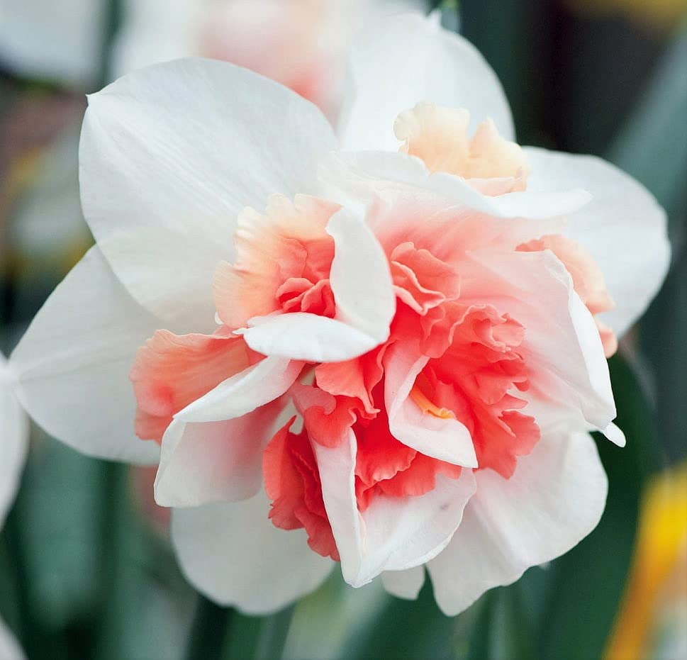 Amazon.com : (2) Double Pink Flowering, Replete Daffodil Bulbs : Patio ...
