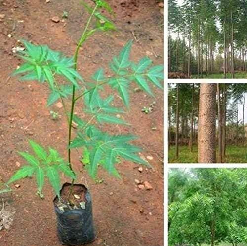Live Neem-Azadirachta indica Sapling Plants With Pot : Amazon.in ...
