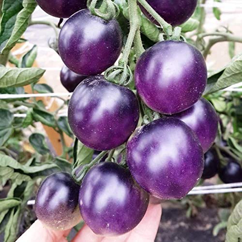 Blue tomato plant - How to grow & care