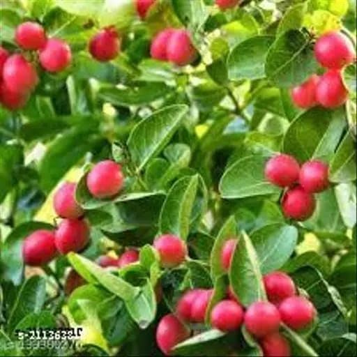 THE GREEN VIEW GARDRENS Karmocha Live Plant Orijinal Variety Live Plant ...