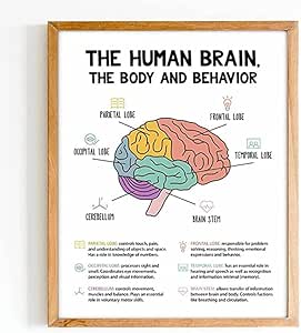 Amazon.com: The Human Brain Poster, Brain Anatomy and Psychology ...