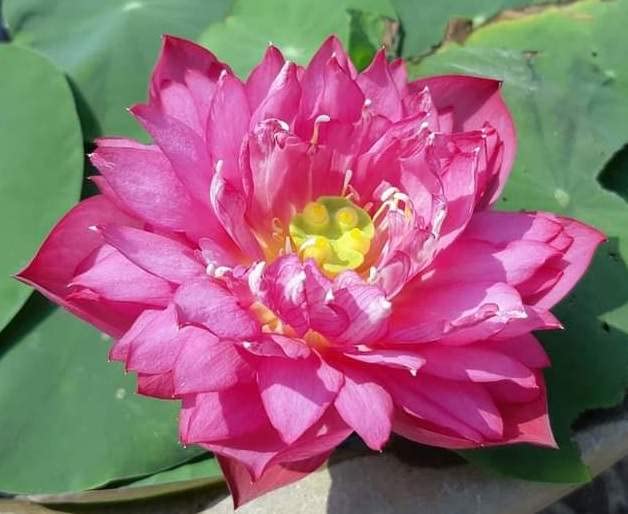 Ruckkuz - Lotus Live plant tubers Code 02 minglew : Amazon.in: Garden ...