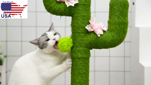 Watch Cactus Cat Tree Offers a Variety Of Play on Amazon Live