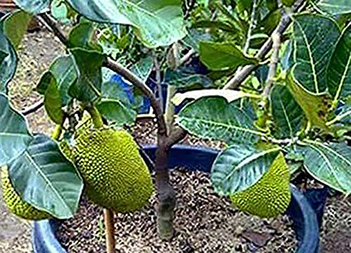 Buy Trothic Gardens Rare Exotic Dwarf" VIETNAM SUPER EARLY" Variety ...