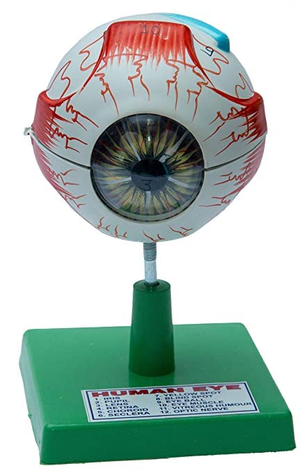 Comet Eye Working Model Used To Demonstrate The Optical Functions ...