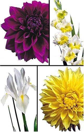 Amazon.com : All Summer Bulb Collection (33 bulbs) : Plant Bulb ...