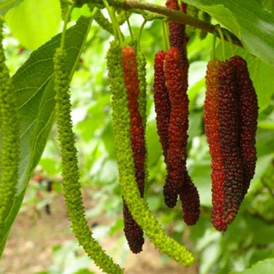 Mulberry Fruit Hybrid Plant with Grow Bag, Assorted Colours : Amazon.in ...