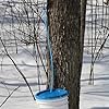 Amazon.com : 60 Ft Maple Syrup Tree Tapping Tubing Line- Maple Sap ...