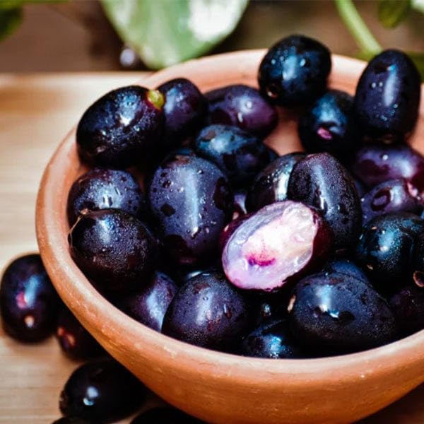 MITU Seedless Black Jamun Jambolan Variety Fruit Grafted Live Plant ...
