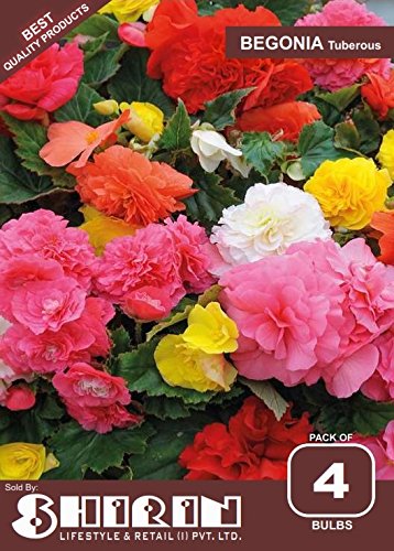 30+ Begonia Mix Flower Seeds/Drought Tolerant, Shade Loving Annual ...