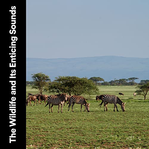 Play The Wildlife and Its Enticing Sounds by Nature Sounds Artists ...