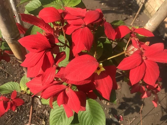 BeGrin Red Musanda Live Plant Mussaenda Erythrophylla Mussaenda Ashanti ...