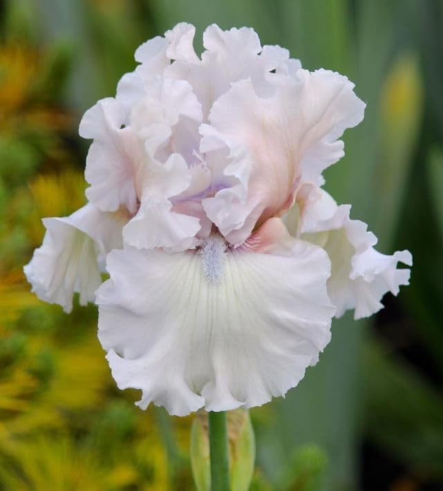 Blue Buddha Farm – Belleza dentro del bulbo de iris barbudo – Rizoma de ...