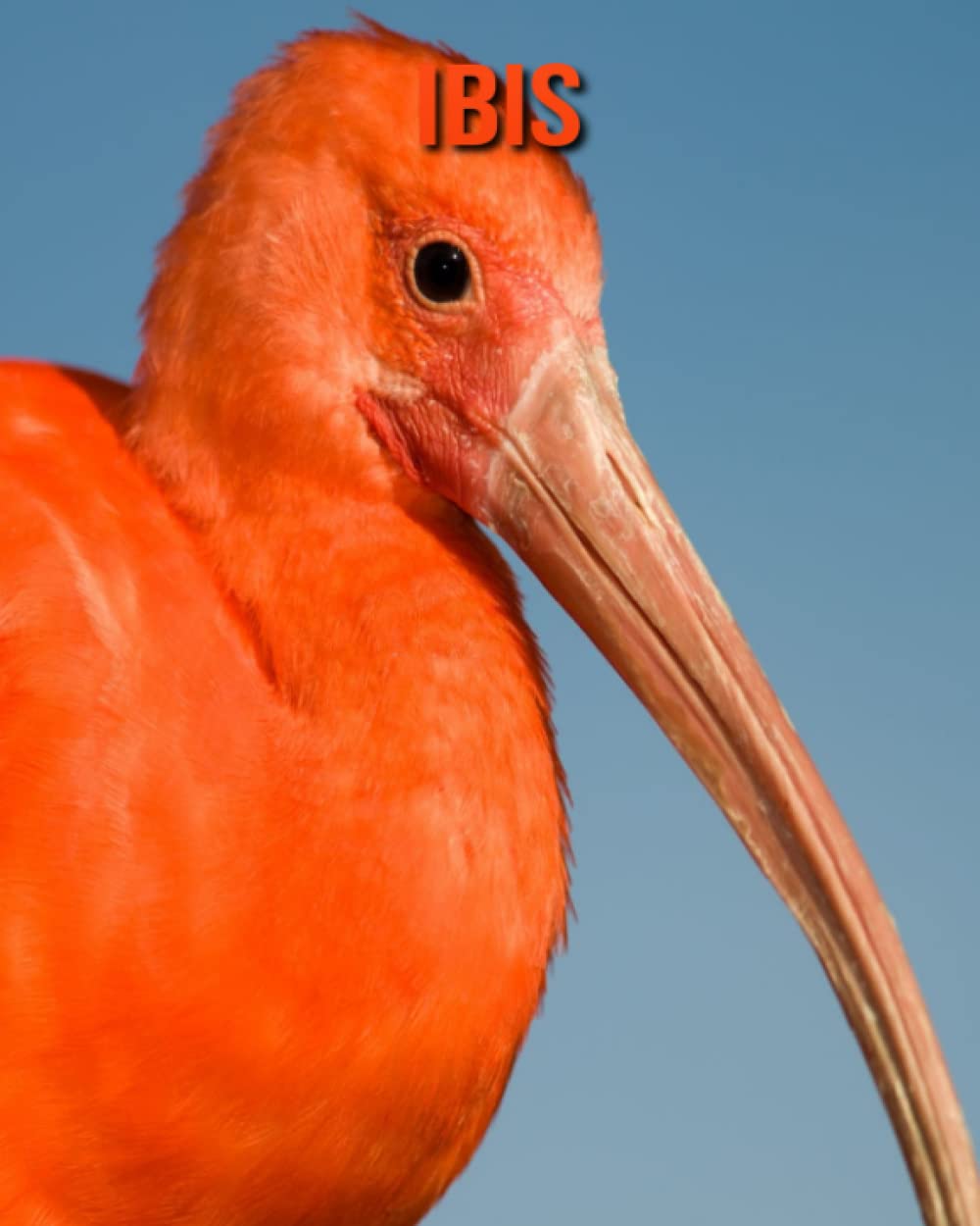 Ibis: Libro para niños con imágenes asombrosas y datos curiosos sobre ...