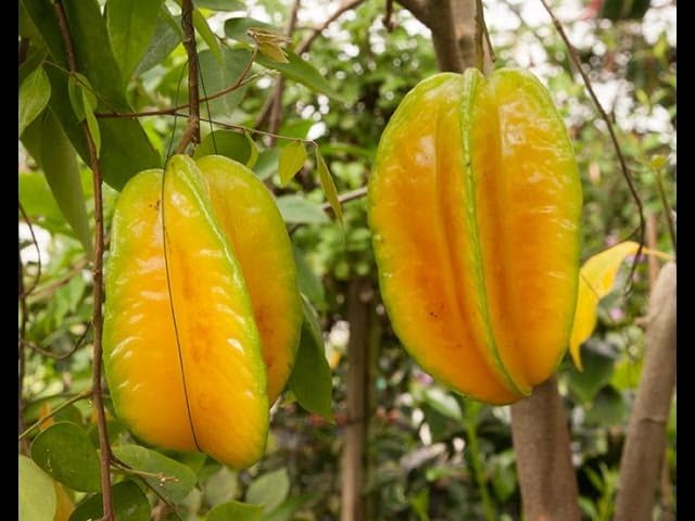 SANJU Star fruit Carambola, Kamranga Grafted plant "Thailand Variety ...