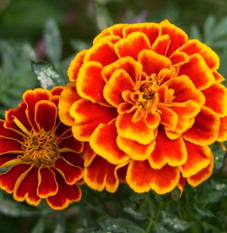 Marigold Jafri/Genda F1 Hybrid Flower Seeds for Summer Season (50 Seeds ...