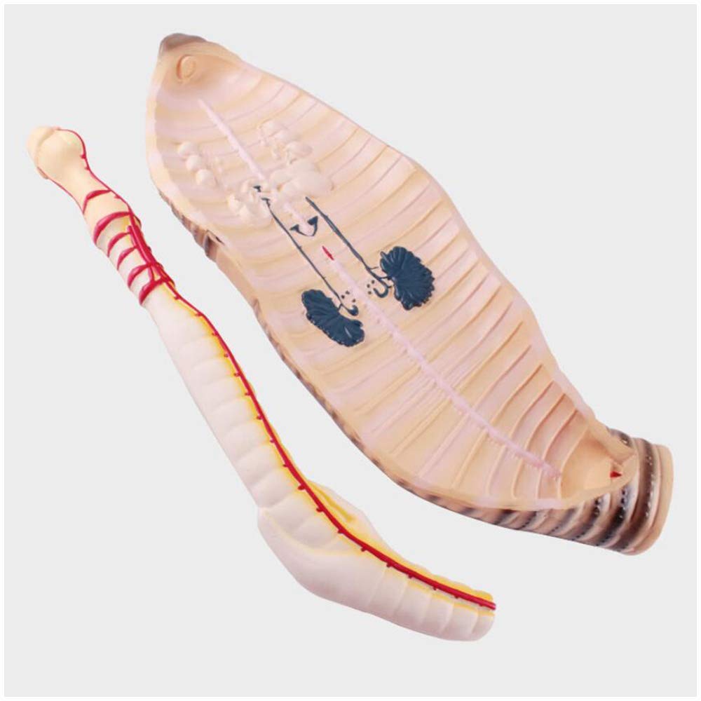 Buy Earthworm Model Biology Structure Anatomical Model for Science ...