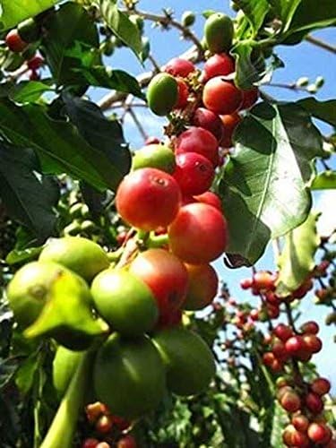 Amazon.com : Coffea Arabica Gesha | Geisha Coffee | 5_Seeds : Patio ...