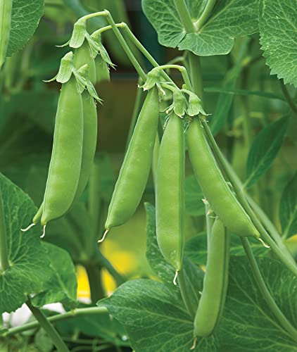 Snap pea - How to grow & care