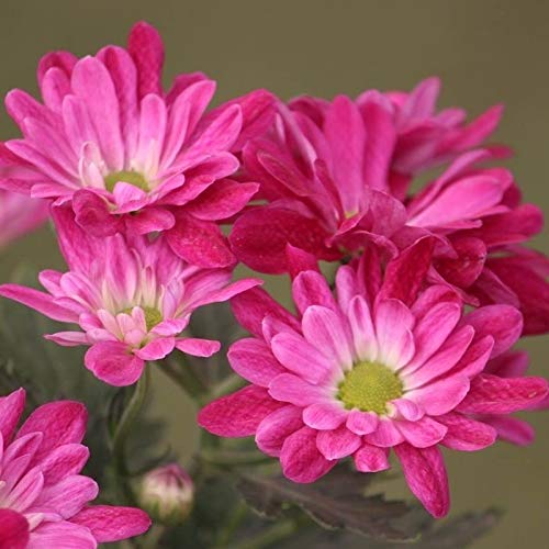 NurseryNature Shevanti (Rani) Plant : Amazon.in: Garden & Outdoors