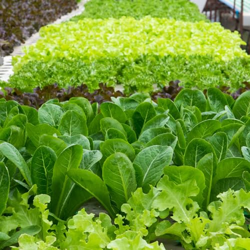 Hydroponic Mix with Activated Biochar | Premium Plant Growth Medium ...