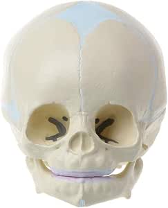 Amazon.com: Human Fetal Baby Skull Model, 4D 1: 1 Infant Medical Skull ...