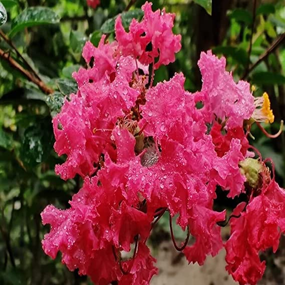 Pink(Golapi) Lagerstroemia Flower,Furush Flower Plant, Special Variety ...