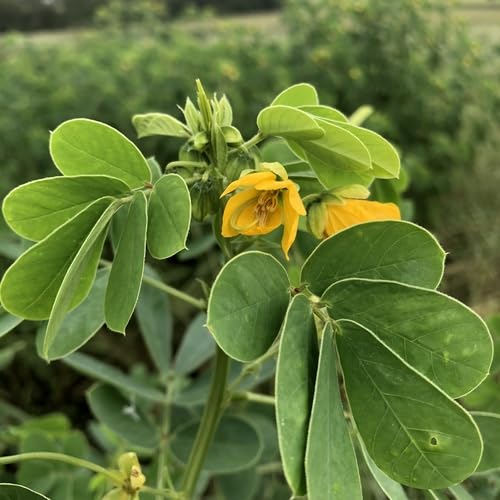 Cassia Tora/Senna Live Medicinal Plant, Pack of 1 (ATHAI) : Amazon.in ...