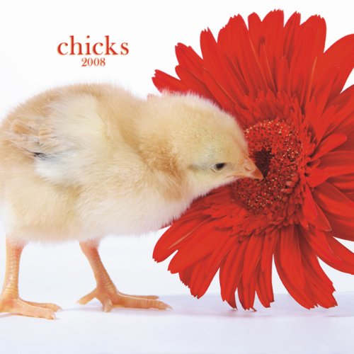 Amazon.com: Chicks 2008 Mini Wall Calendar (German, French, Spanish and ...