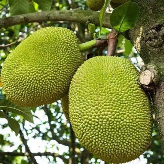 Mohomaya Beautiful Gardening Jack Fruit (kathal tree) - |Jack_Fruit ...