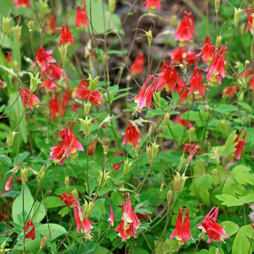 Growing Columbine In Containers: 11 Easy Growth Tips