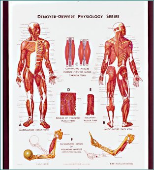 Denoyer-Geppert - Muscular System Chart -: Science Lab Equipment ...