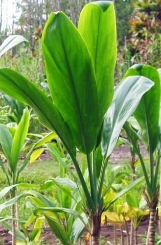 Amazon.com : HAWAIIAN GREEN TI LEAF PLANT 2 LOGS ~ GROW HAWAII : Patio ...