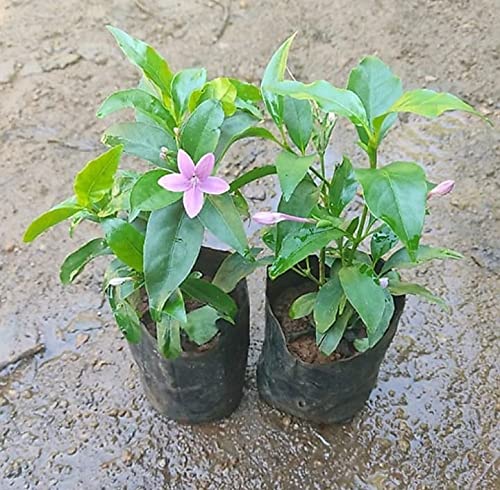 Mphmi Seedless Plant Purple Flower Plants Pseuderanthemum Laxiflorum ...