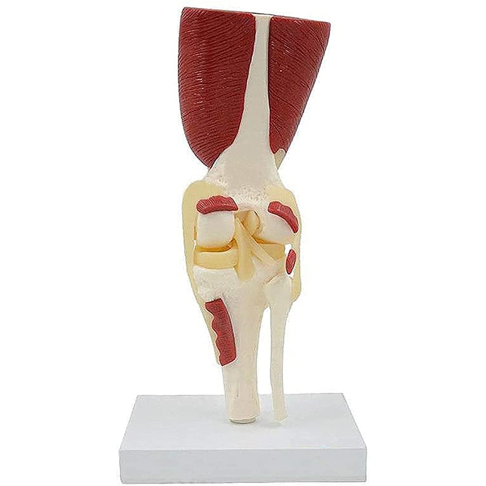 Buy Knee Joint W/Muscles Model Human Body Anatomy Replica of Normal ...