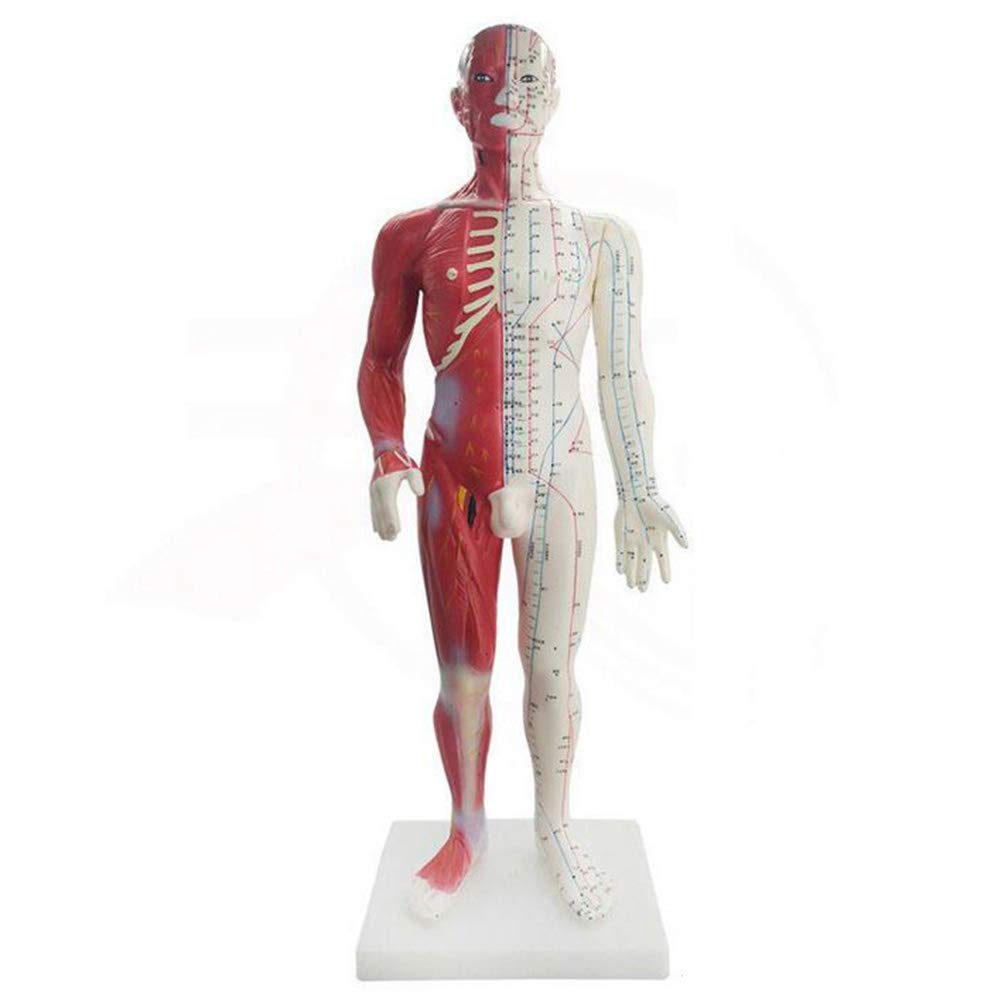 Buy 60CM Male Acupuncture Model Half-Skin Half-Muscle with Chinese and ...