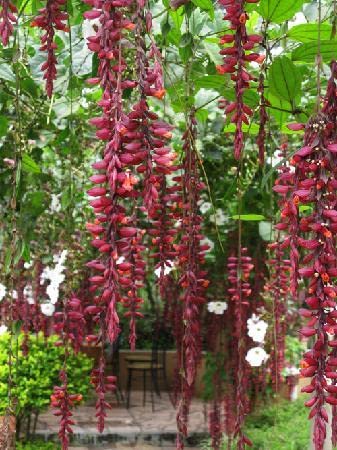 OXY GREEN PLANT®Scarlet Clock Vine,Basor lata,Climbers Vines,Chonga ...