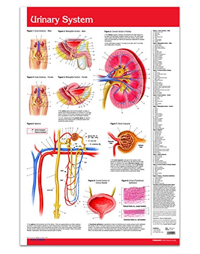 Human Urinary System Guide Wall Poster Chart- 24" x 36" Laminated ...