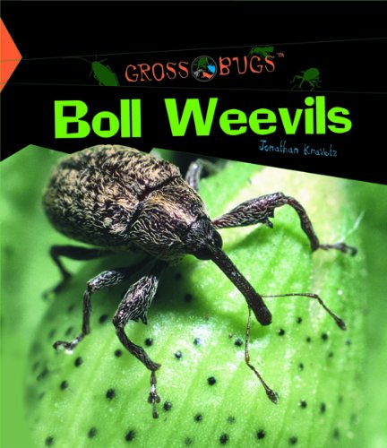 Boll Weevils (Gross Bugs): Kravetz, Jonathan: 9781404230415: Amazon.com ...