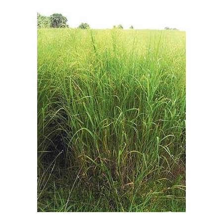 Amazon.com : Switchgrass - Cave-in-Rock (Panicum virgatum), 500 Seeds ...