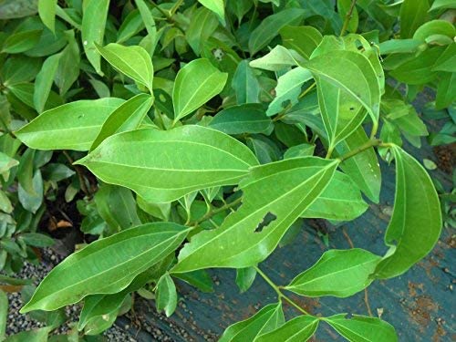 UGALOO Greenish Valley Rare Dwarf Dalchini Plant - True cinnamon tree ...