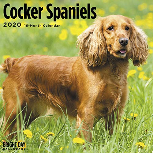 Cocker Spaniels Calendar 2020: BRIGHT DAY: 9781684600663: Amazon.com: Books
