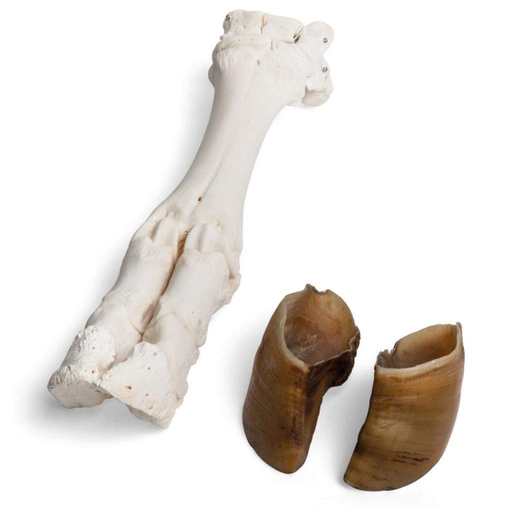 Cow Leg Bones
