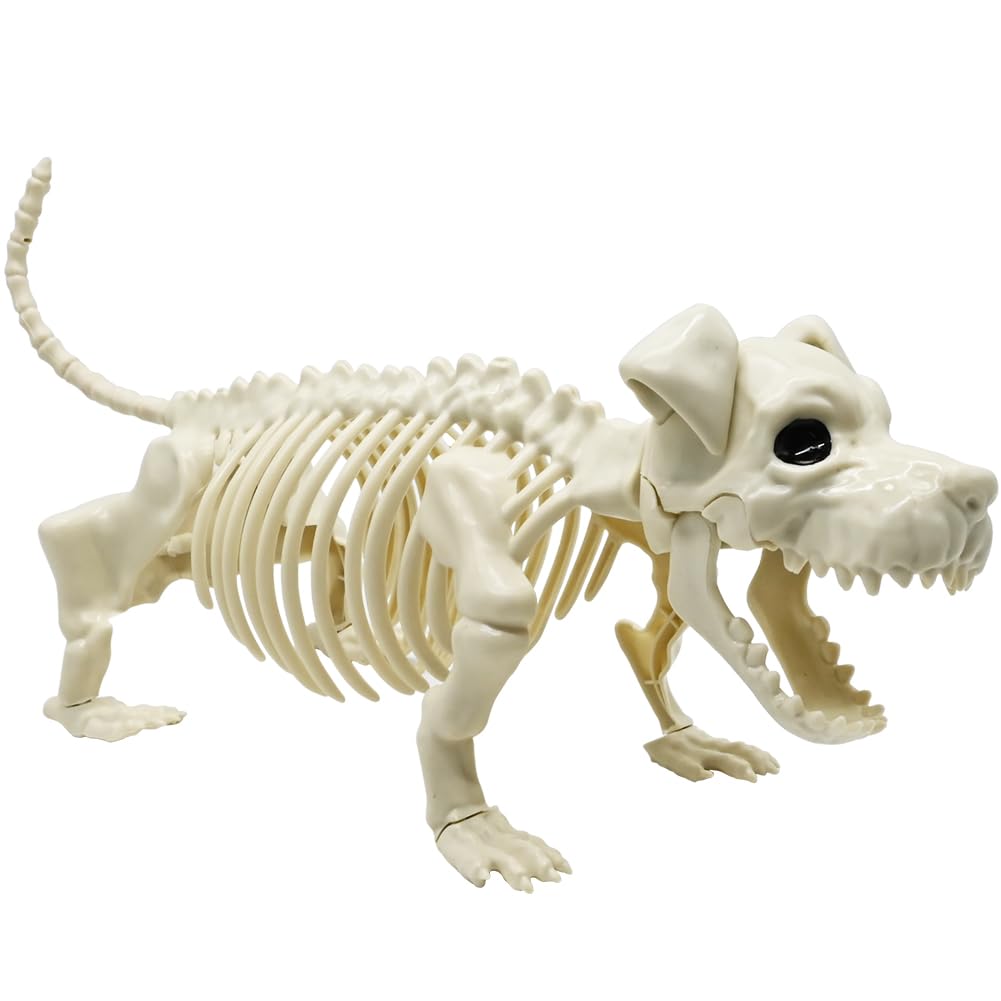 Small Animal Skeletons