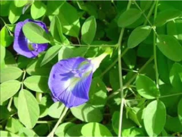 Shankhpushpi/Aparajitha/Sangu Poo/Clitoria Ternatea Flower Healthy Live ...