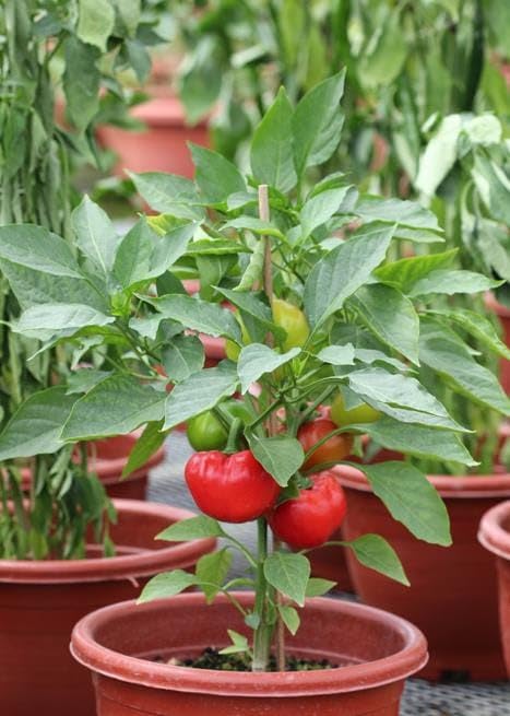 THE GREEN VIEW GARDENS Capsicum (Bell Pepper) Shimla Mirch Live plant ...