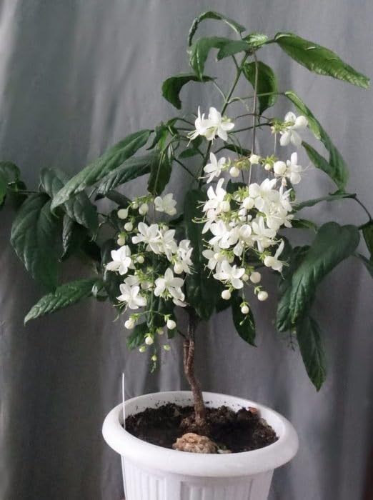 Creative Farmer Clerodendrum Wallichii - Bridal Veil Ornamental Flower ...